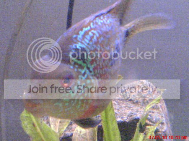 hybrid of blood parrot and flowerhorn???? | MonsterFishKeepers.com